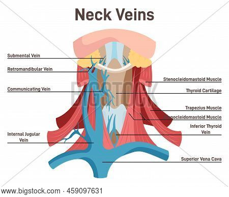 Blood Vessels Neck. Vector & Photo (Free Trial) | Bigstock