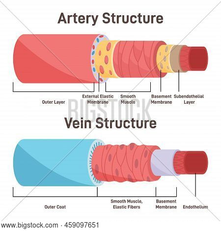 Artery Vs Vein Vector & Photo (Free Trial) | Bigstock
