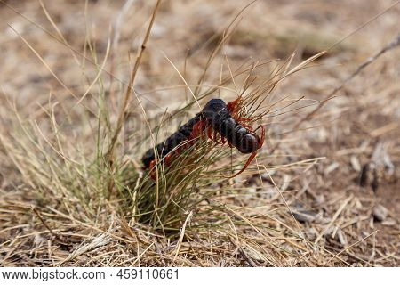 Centipede Invertebrate Image & Photo (Free Trial) | Bigstock