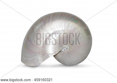 Image Pearl Shell Image & Photo (Free Trial) | Bigstock