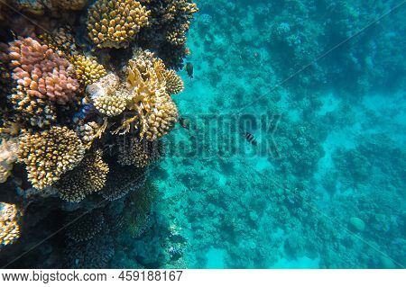 Colorful Coral 图片和照片（免费试用） | Bigstock