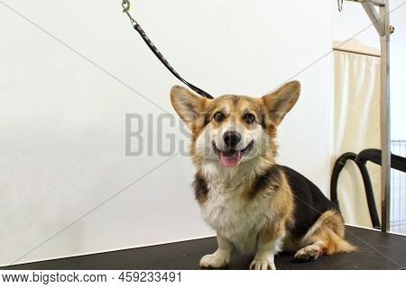 Funny Corgi Welsh Pembroke With Safety Belt Standing On Dog Grooming ...