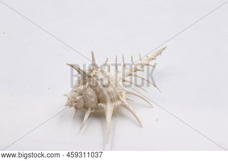 Sea Shell Clam Shell Image & Photo (Free Trial) | Bigstock