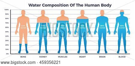 Body Water Chart Vector & Photo (Free Trial) | Bigstock