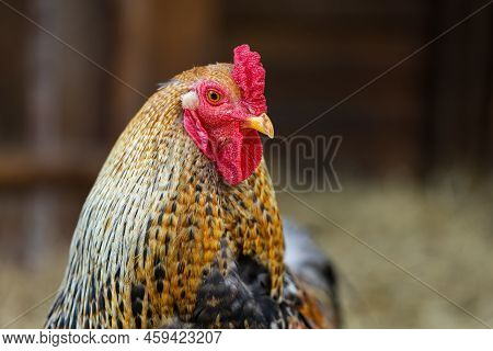 Rooster Looking Into Image & Photo (Free Trial) | Bigstock