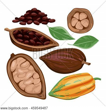 Cocoa Beans Set Vector & Photo (Free Trial) | Bigstock