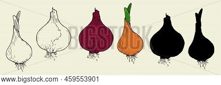 A Set Of Red And White Onions. Collection Of Onion Vegetables Of ...