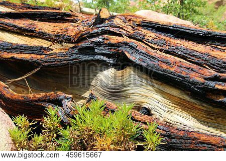 Burnt Log Fallen Pine Image & Photo (Free Trial) | Bigstock
