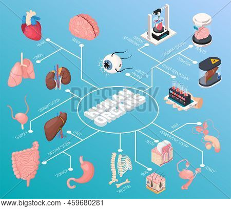 Human Organs Vector & Photo (Free Trial) | Bigstock