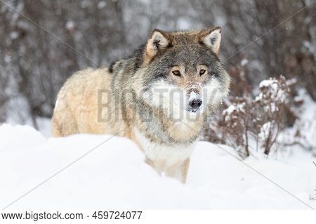 Alpha Wolf Images, Illustrations & Vectors (Free) - Bigstock