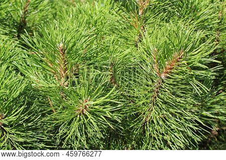 Mountain Pine Tree Image & Photo (Free Trial) | Bigstock