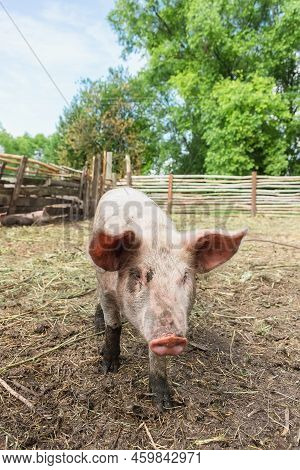 Pink Pigs On Farm. Image & Photo (Free Trial) | Bigstock