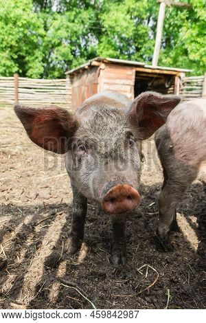 Pink Pigs On Farm. Image & Photo (Free Trial) | Bigstock