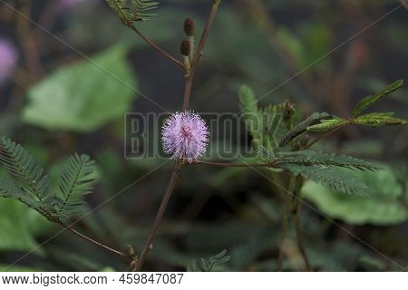 Sensitive Plant Image & Photo (Free Trial) | Bigstock