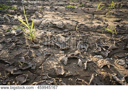 Drought Cracked Soil Image & Photo (Free Trial) | Bigstock
