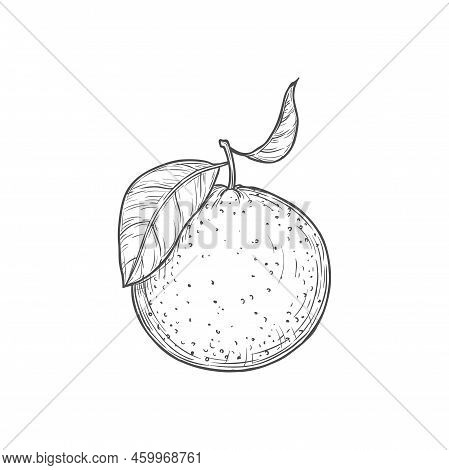 Orange Citrus Fruit Vector & Photo (Free Trial) | Bigstock