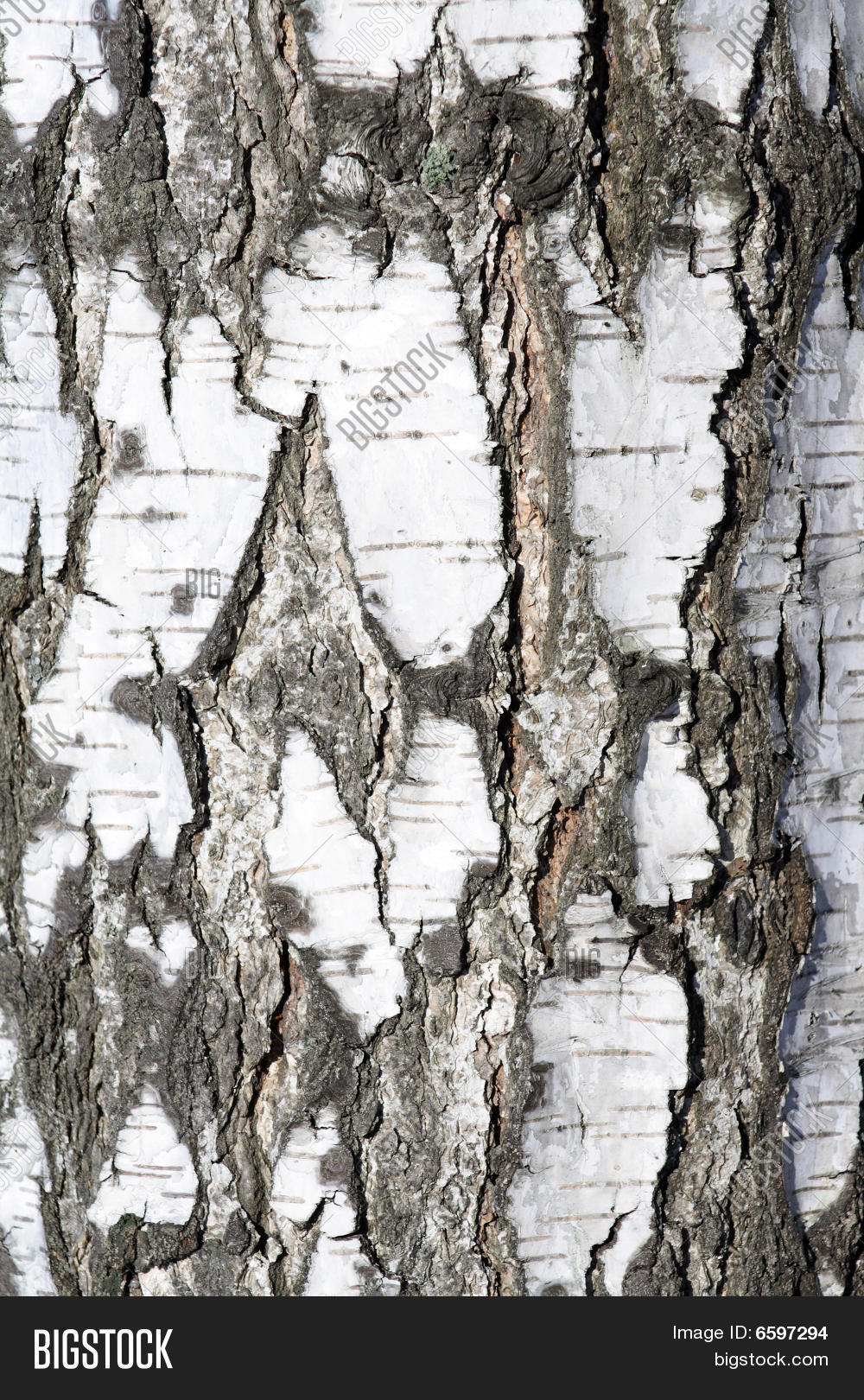 Birch Textured Image & Photo (Free Trial) | Bigstock