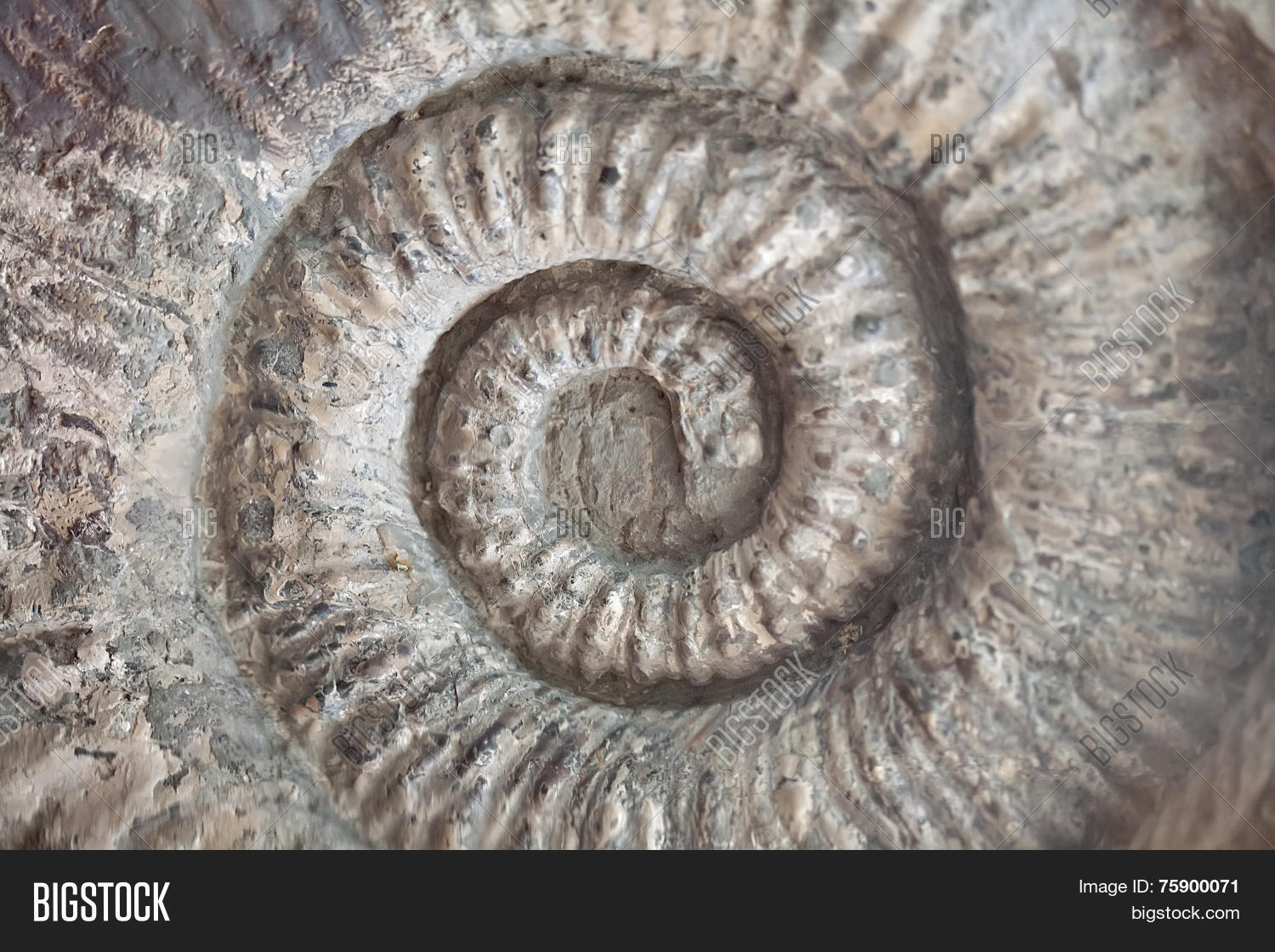 Fossil Shell Pattern Image & Photo (Free Trial) | Bigstock