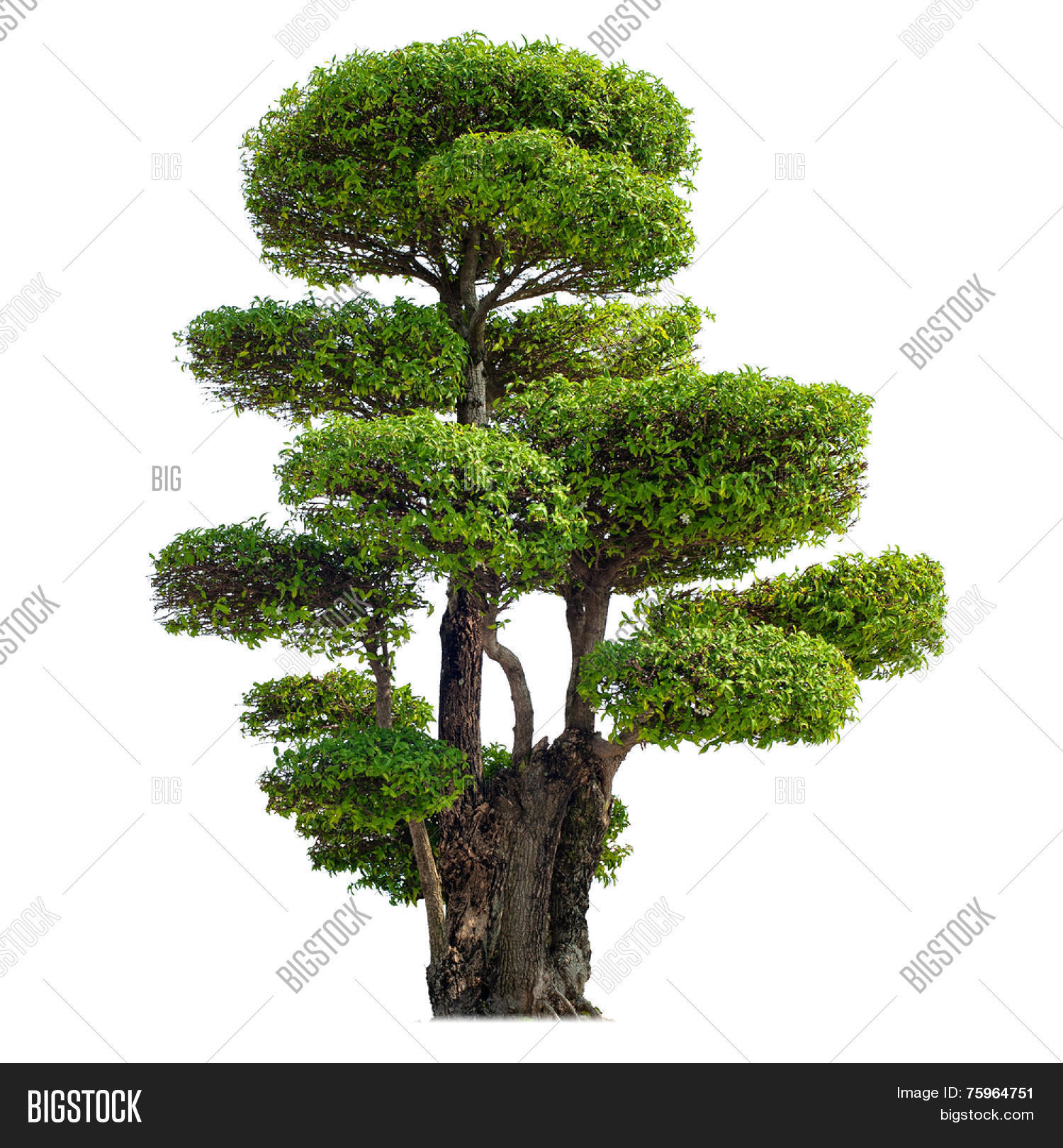 Twisted Tree Isolated Image & Photo (Free Trial) | Bigstock
