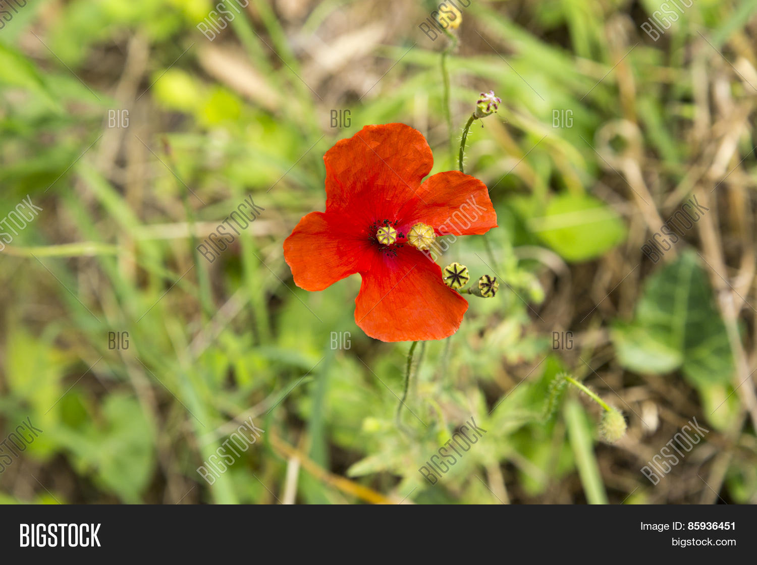 Red Poppy Remembrance Image & Photo (Free Trial) | Bigstock