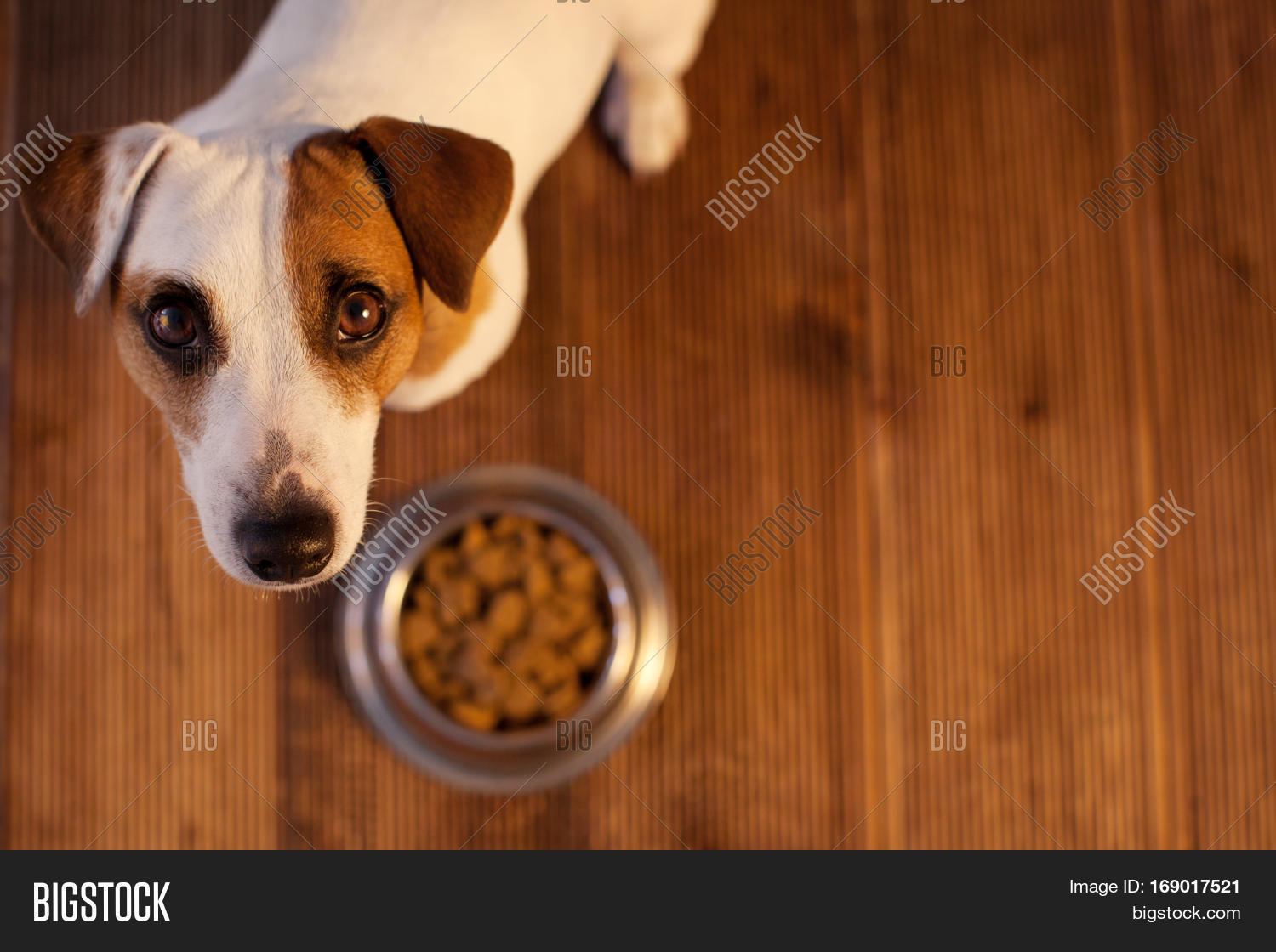Pet Eating Food. Dog Image & Photo (Free Trial) | Bigstock