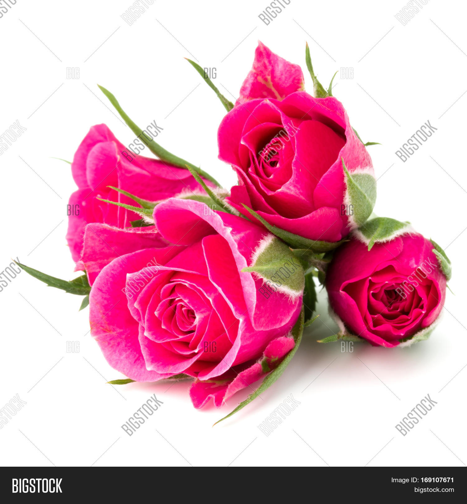 Pink Rose Flower Head Image & Photo (Free Trial) | Bigstock