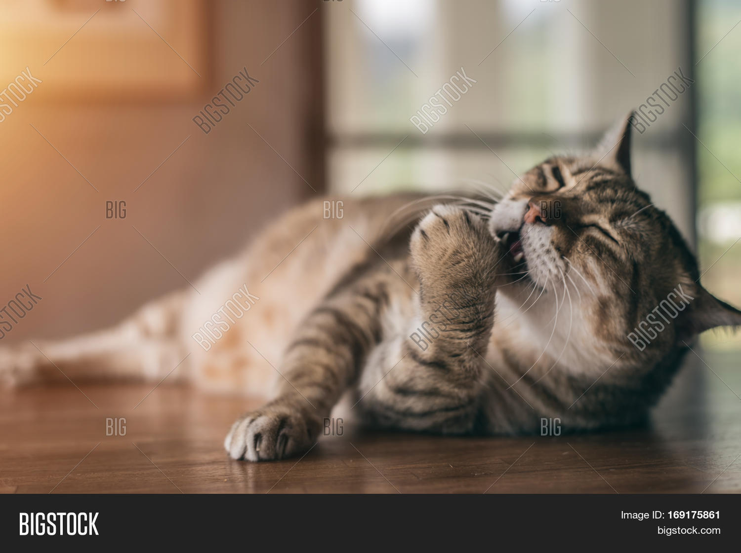 Fat Tabby Cat Sleep On Image & Photo (Free Trial) | Bigstock