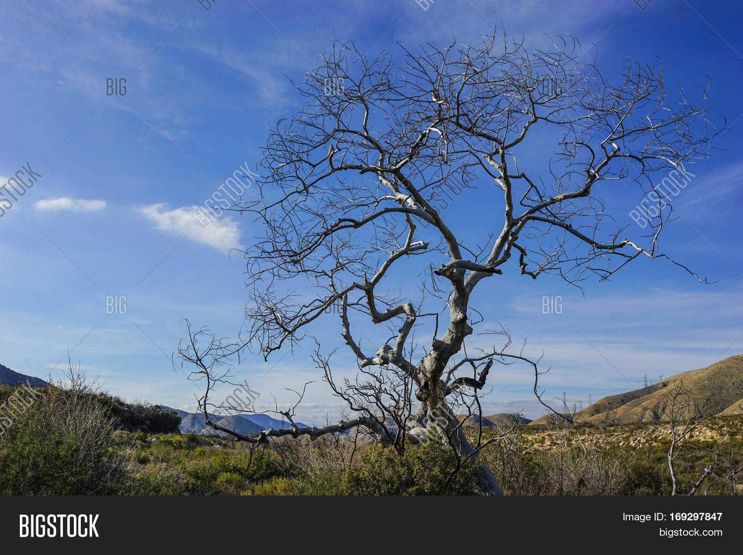 Spread Tree Branches Image & Photo (Free Trial) | Bigstock