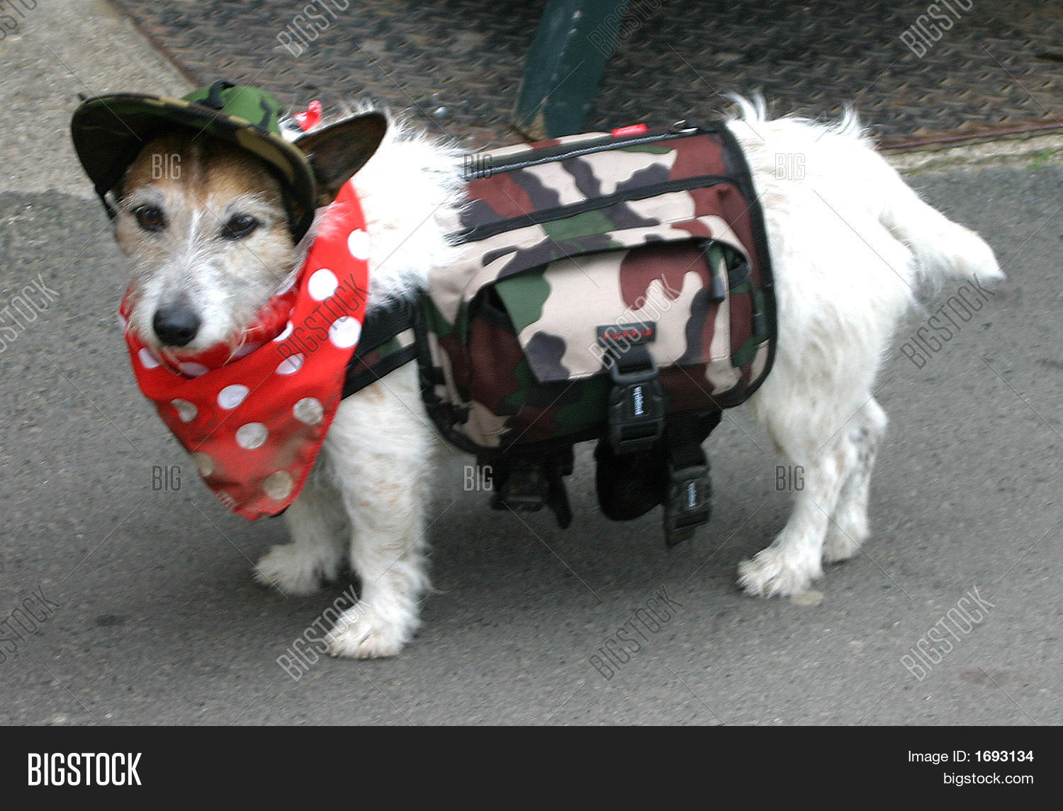 Commando Dog Image & Photo (Free Trial) | Bigstock