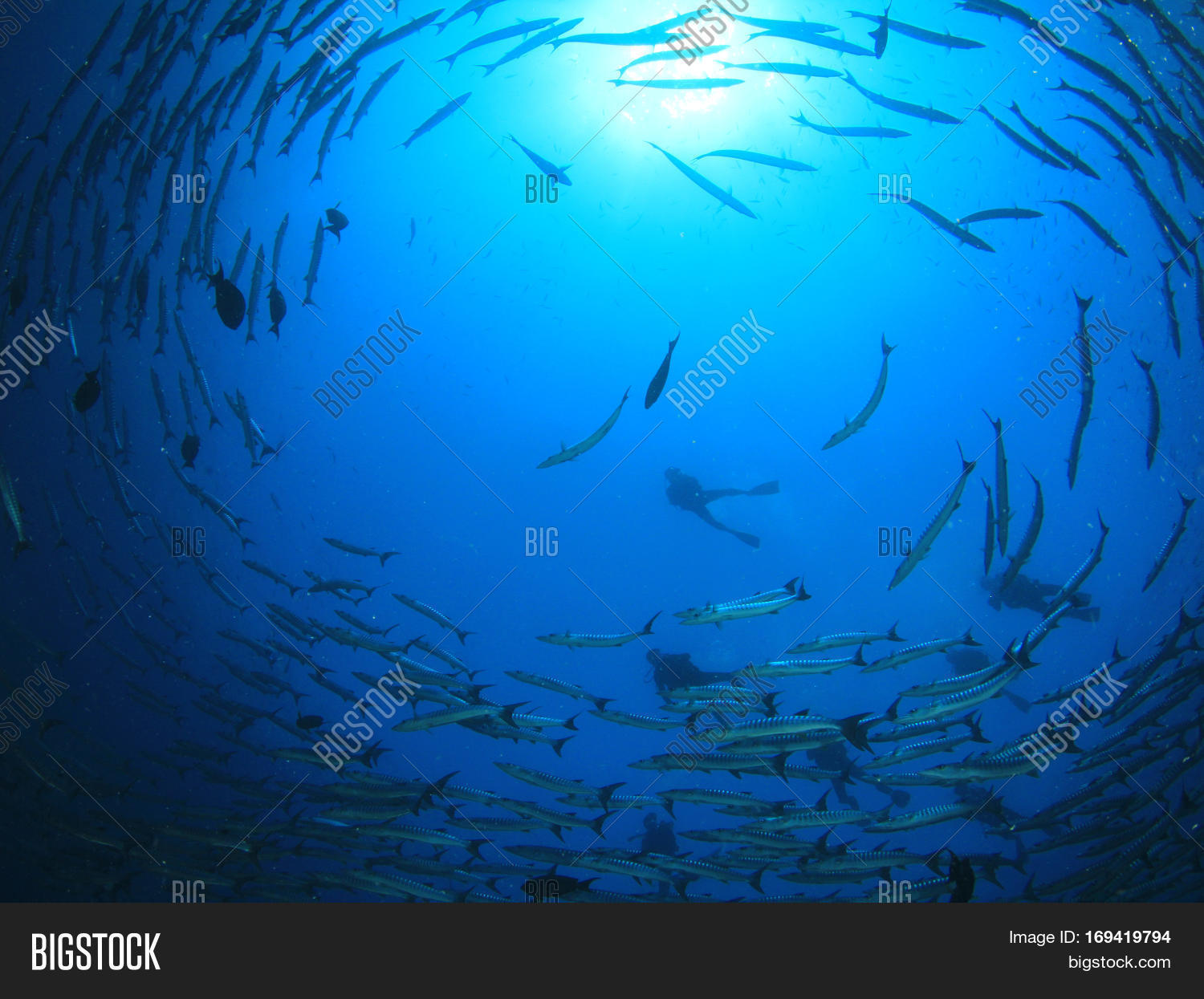 Barracuda Fish Scuba Image & Photo (Free Trial) | Bigstock