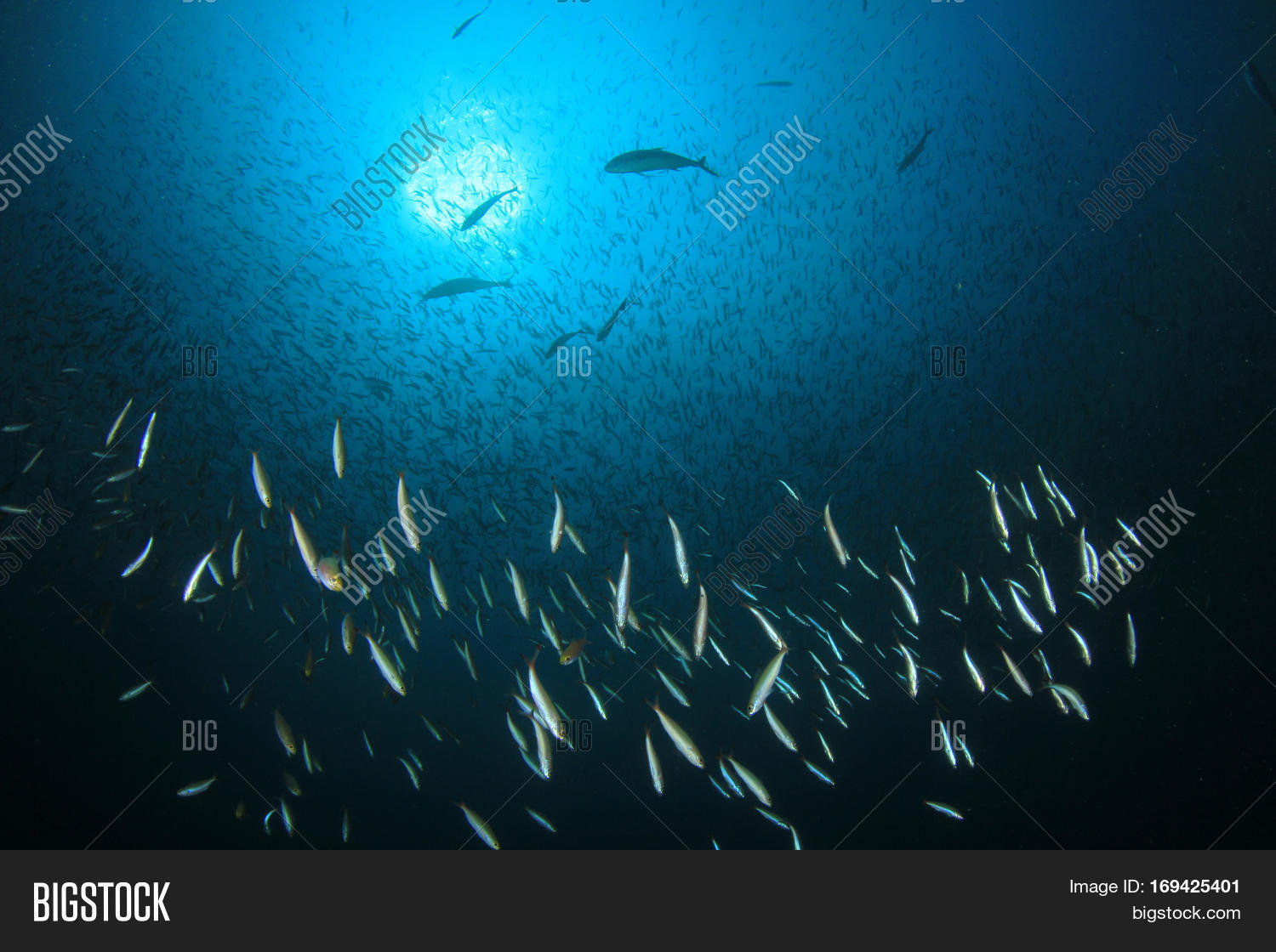 Sardines Fish Image & Photo (Free Trial) | Bigstock