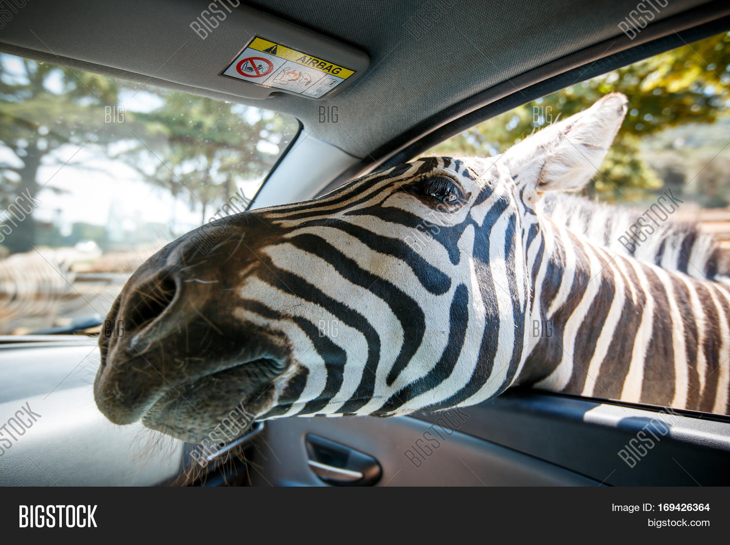 Zebra Put His Head Car Image & Photo (Free Trial) | Bigstock