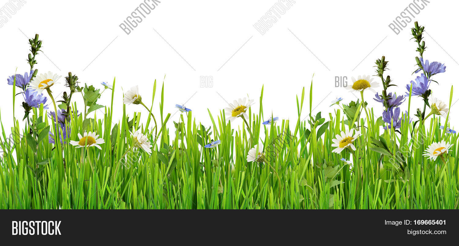 Grass Daisy Flowers Image & Photo (Free Trial) | Bigstock