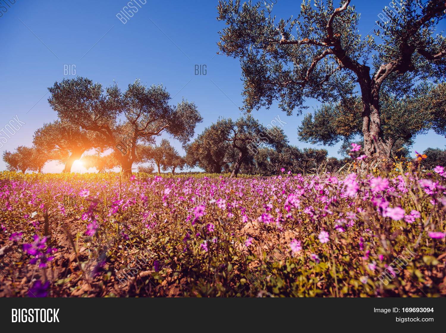 Fields Pink Flowers Image & Photo (Free Trial) | Bigstock