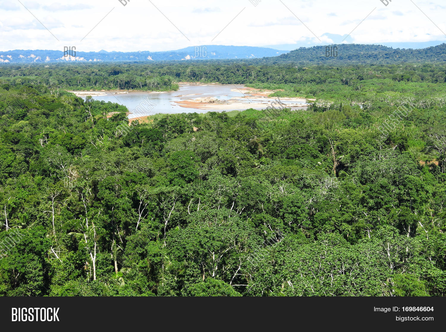 Amazon Forest Image & Photo (Free Trial) | Bigstock