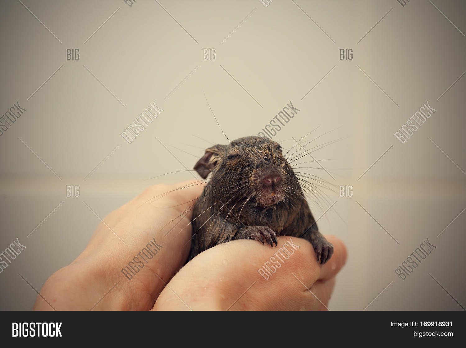Wet Rodent Hands Image & Photo (Free Trial) | Bigstock