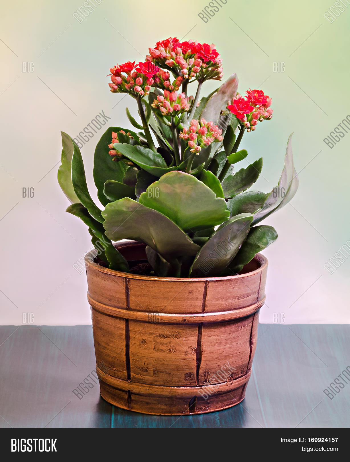 Red Calandiva Flowers Image & Photo (Free Trial) | Bigstock
