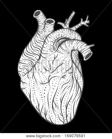 Human Heart Line Art Vector & Photo (Free Trial) | Bigstock