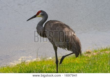 One Leg Sandhill Crane Image & Photo (Free Trial) | Bigstock