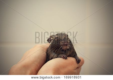 Wet Rodent Hands Image & Photo (Free Trial) | Bigstock