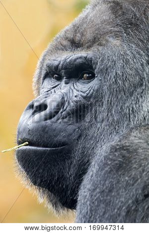 Male Silverback Image & Photo (Free Trial) | Bigstock