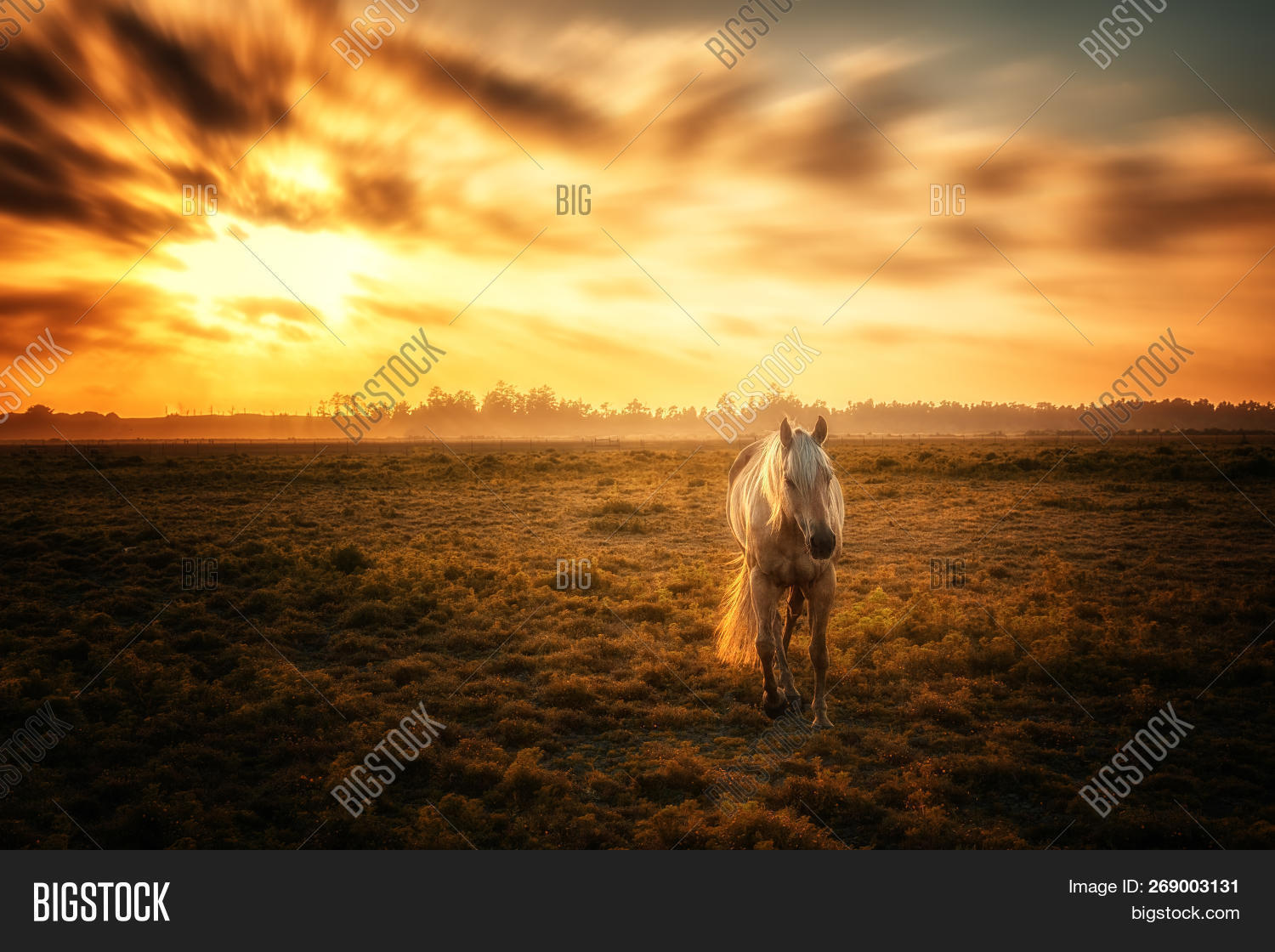 Horse Portrait Sunset Image & Photo (Free Trial) | Bigstock