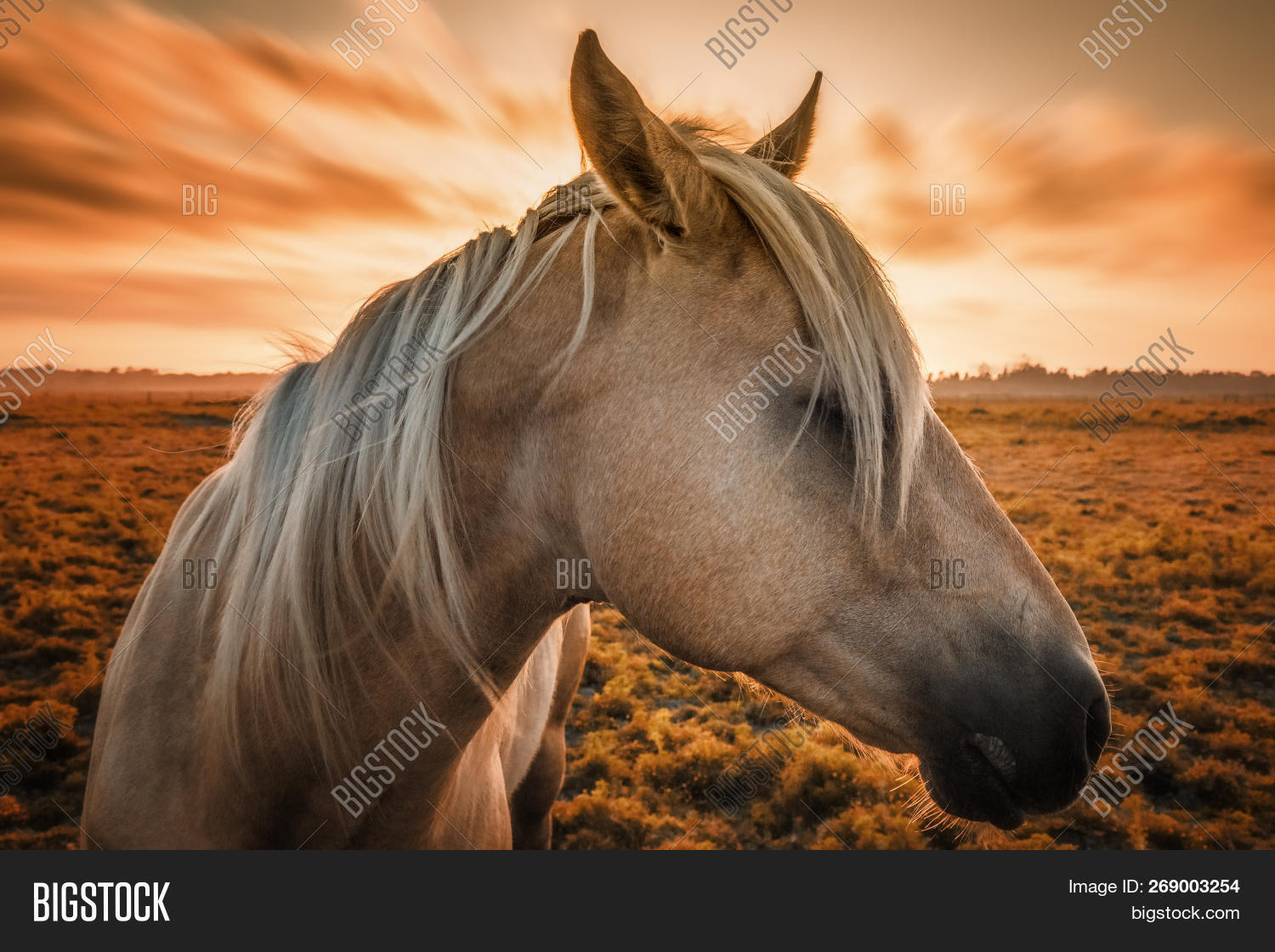 Horse Portrait Sunset Image & Photo (Free Trial) | Bigstock