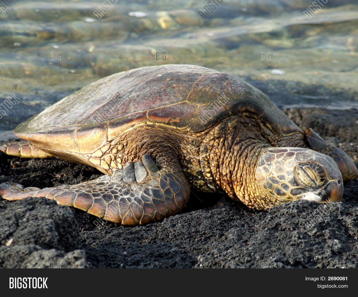Green Sea Turtle Image & Photo (Free Trial) | Bigstock