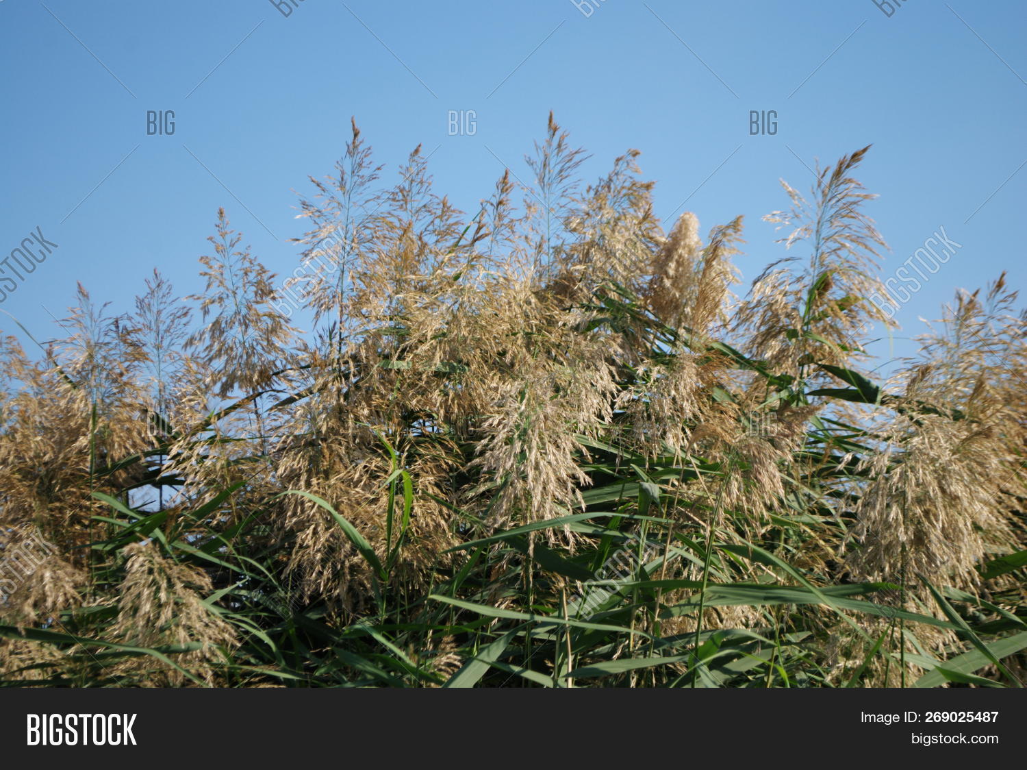 Reeds On River Bank. Image & Photo (Free Trial) | Bigstock
