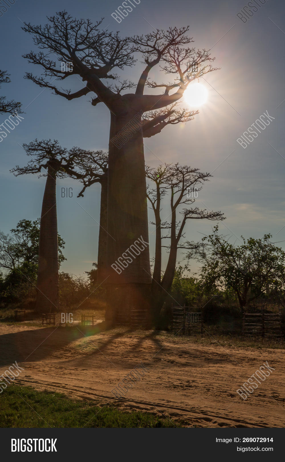 Beautiful Baobab Trees Image & Photo (Free Trial) | Bigstock