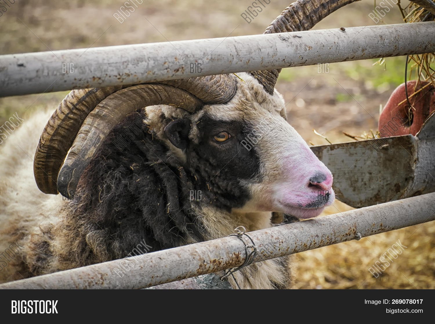 Four-horned Jacob Ram Image & Photo (Free Trial) | Bigstock