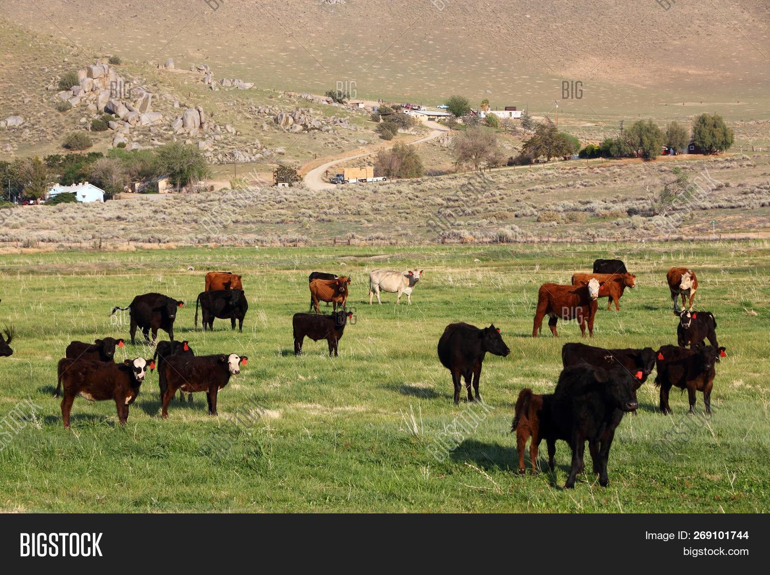 California, Usa - Image & Photo (Free Trial) | Bigstock