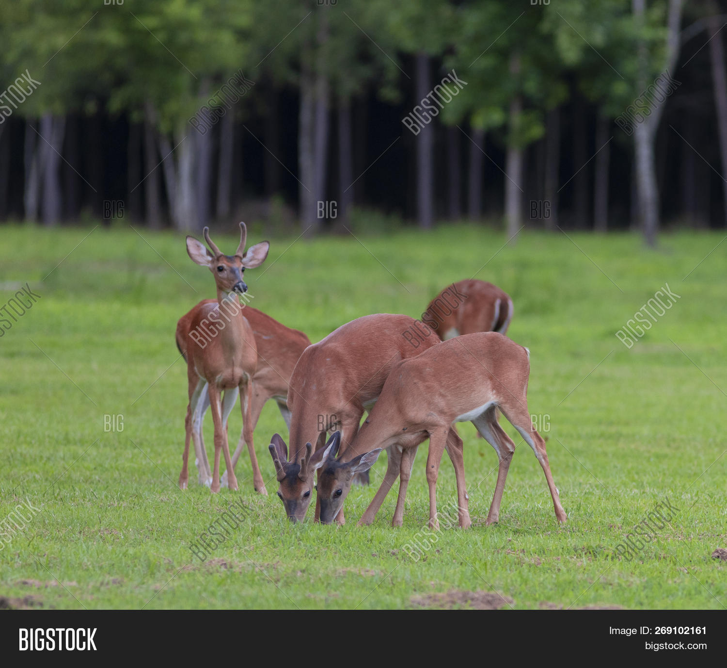Eating Whitetail Deer Image & Photo (Free Trial) | Bigstock