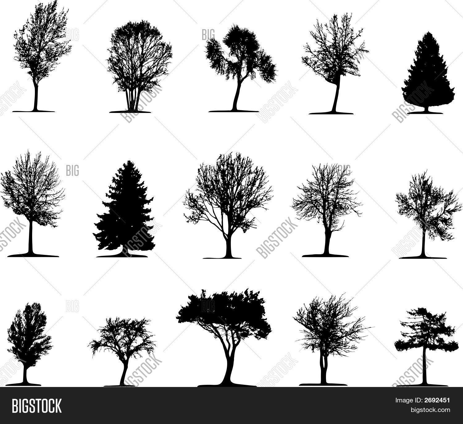 Vector Trees - This Vector & Photo (Free Trial) | Bigstock